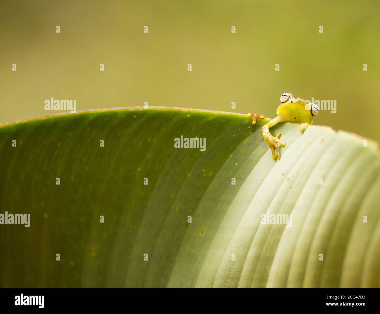 Canal zone tree frog hi-res stock photography and images - Alamy