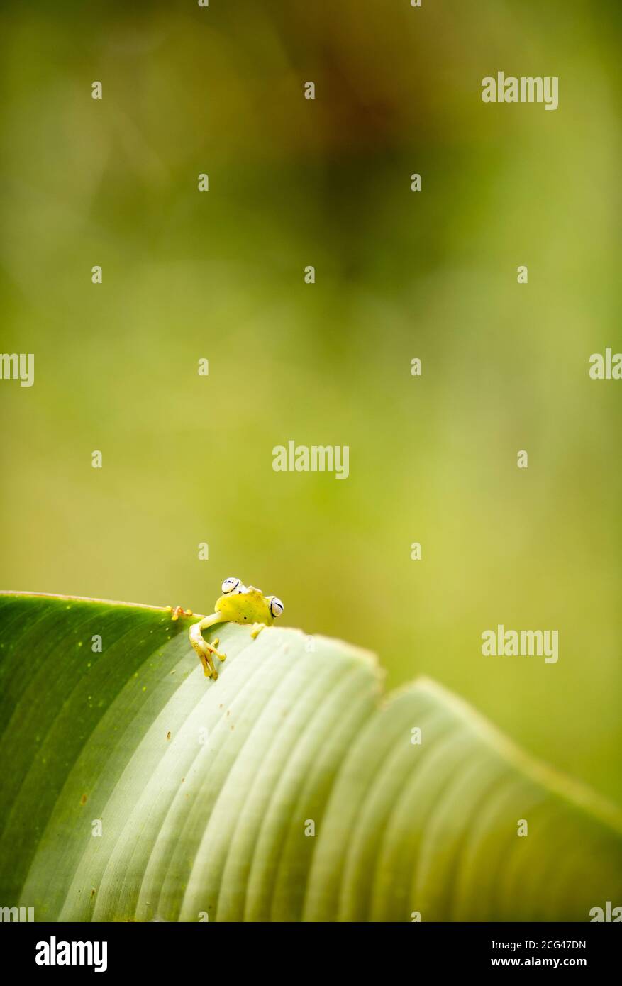Canal zone tree frog hi-res stock photography and images - Alamy