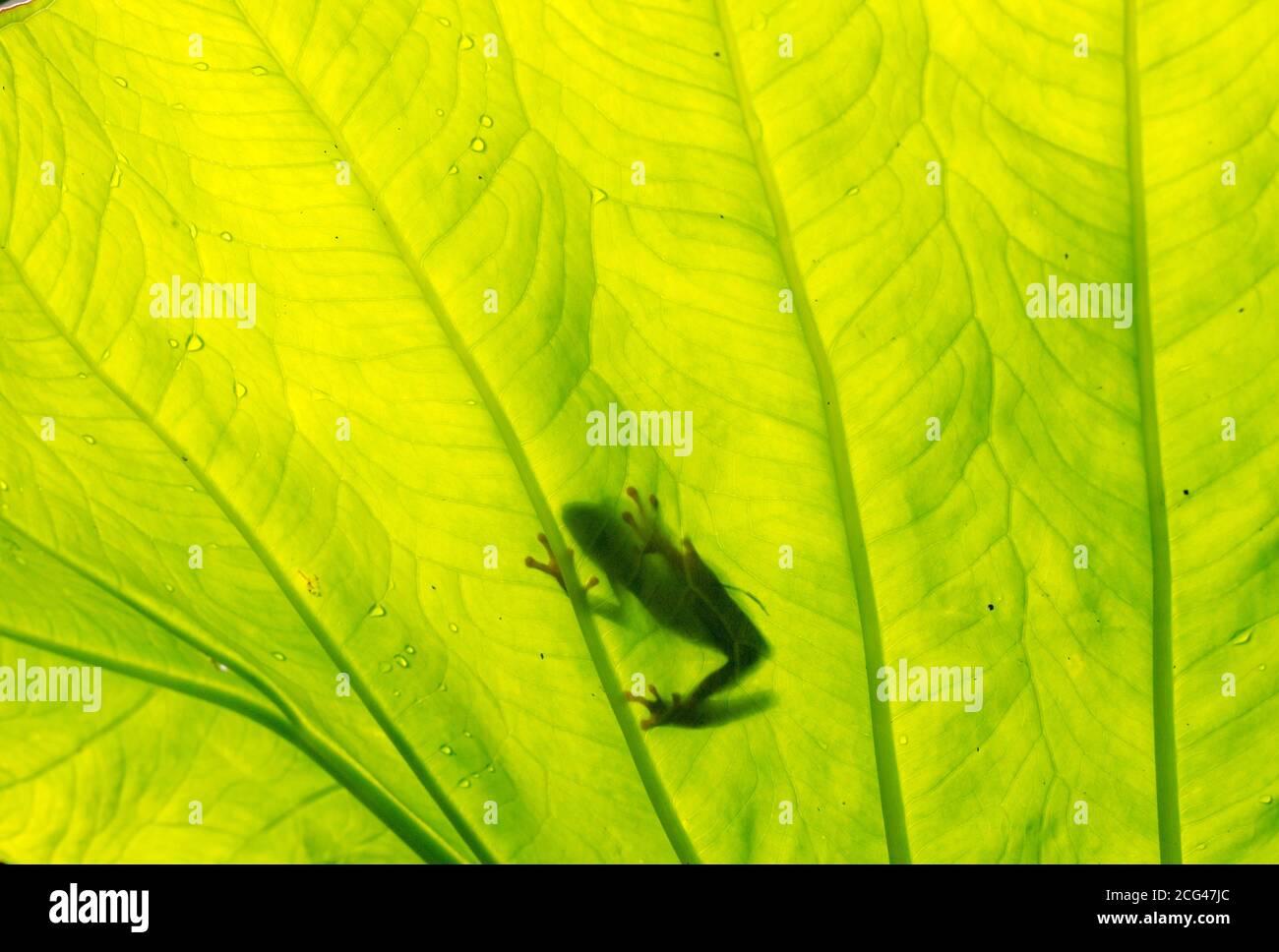 Canal zone tree frog hi-res stock photography and images - Alamy