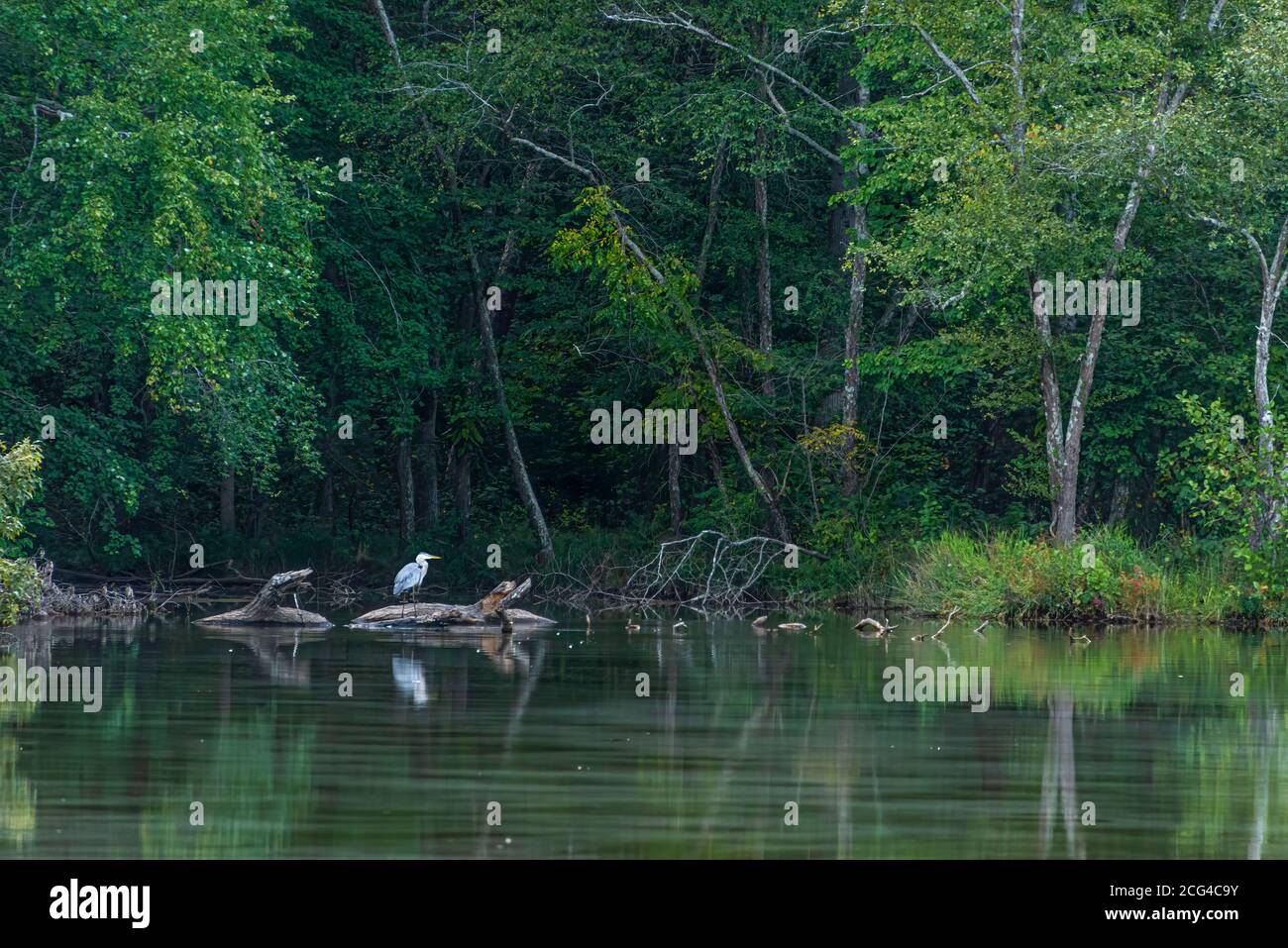Great blue heron along the shoreline of Fort Yargo Lake at Fort Yargo ...