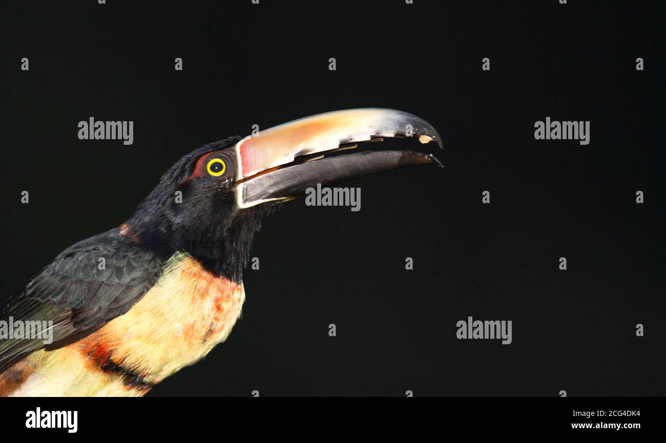 Collaraed araçari (collared aracari) - Costa Rica Stock Photo - Alamy