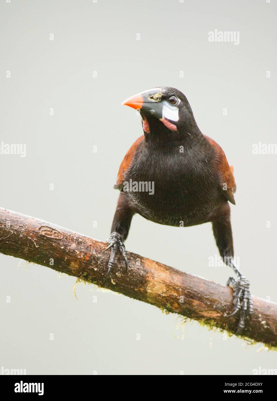 Black oropendola in the rainforest hi-res stock photography and images ...