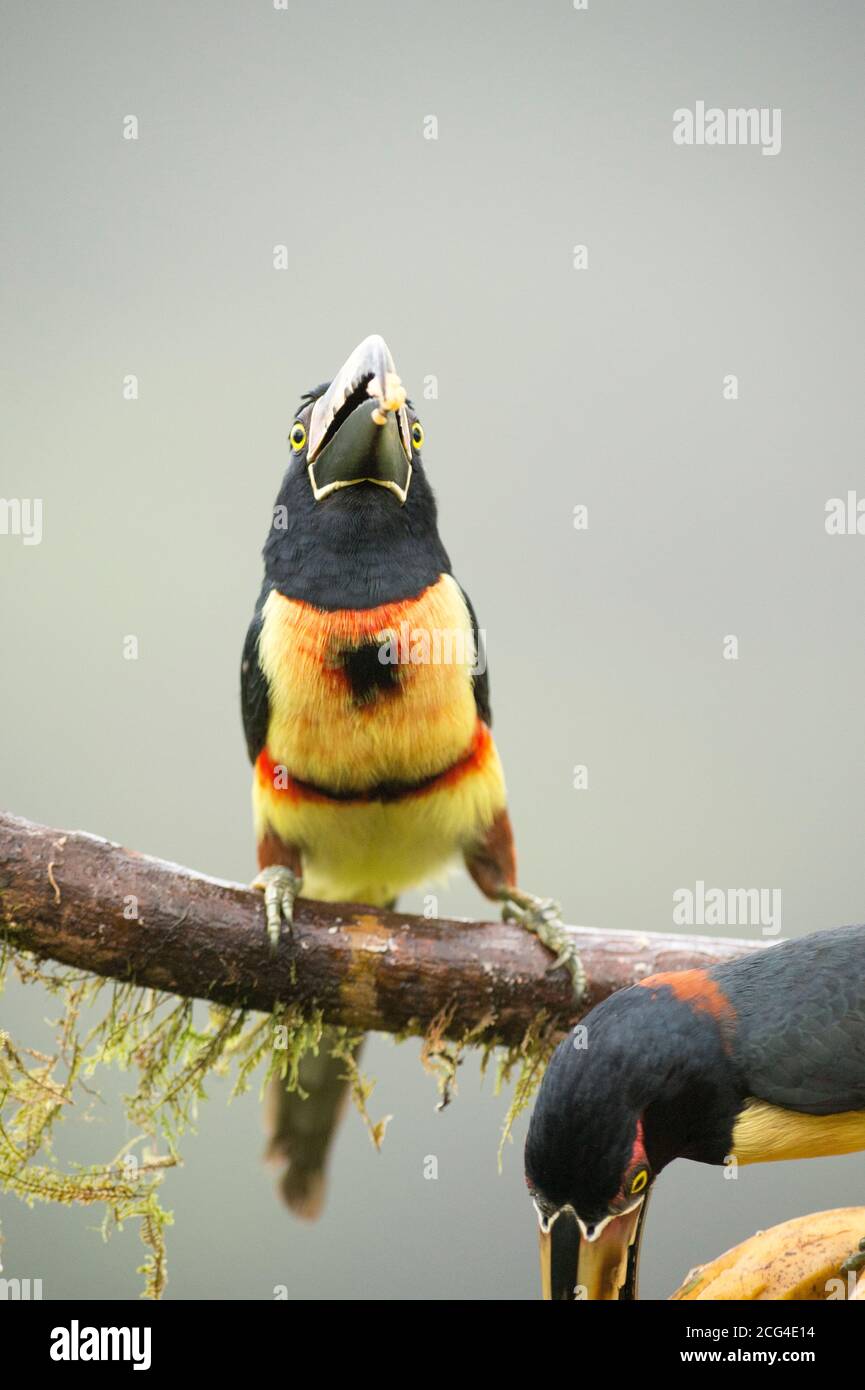 Collaraed araçari (collared aracari) - Costa Rica Stock Photo - Alamy
