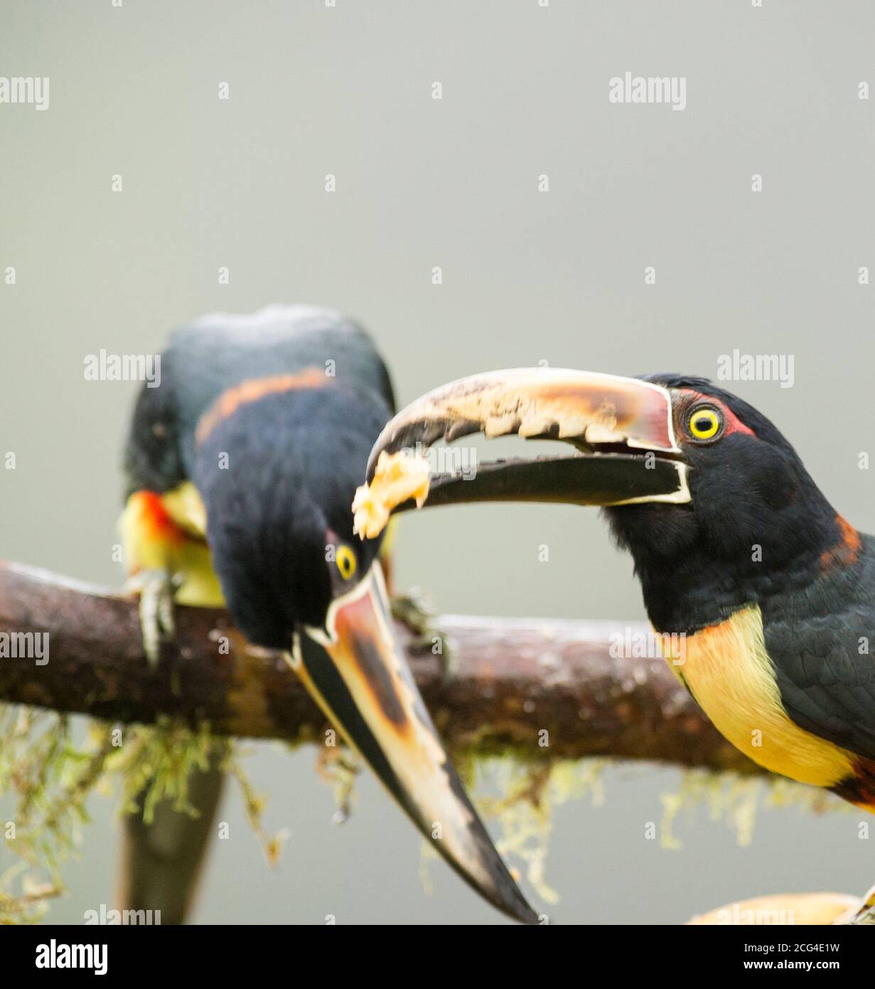 Rainforest animals together hi-res stock photography and images - Alamy