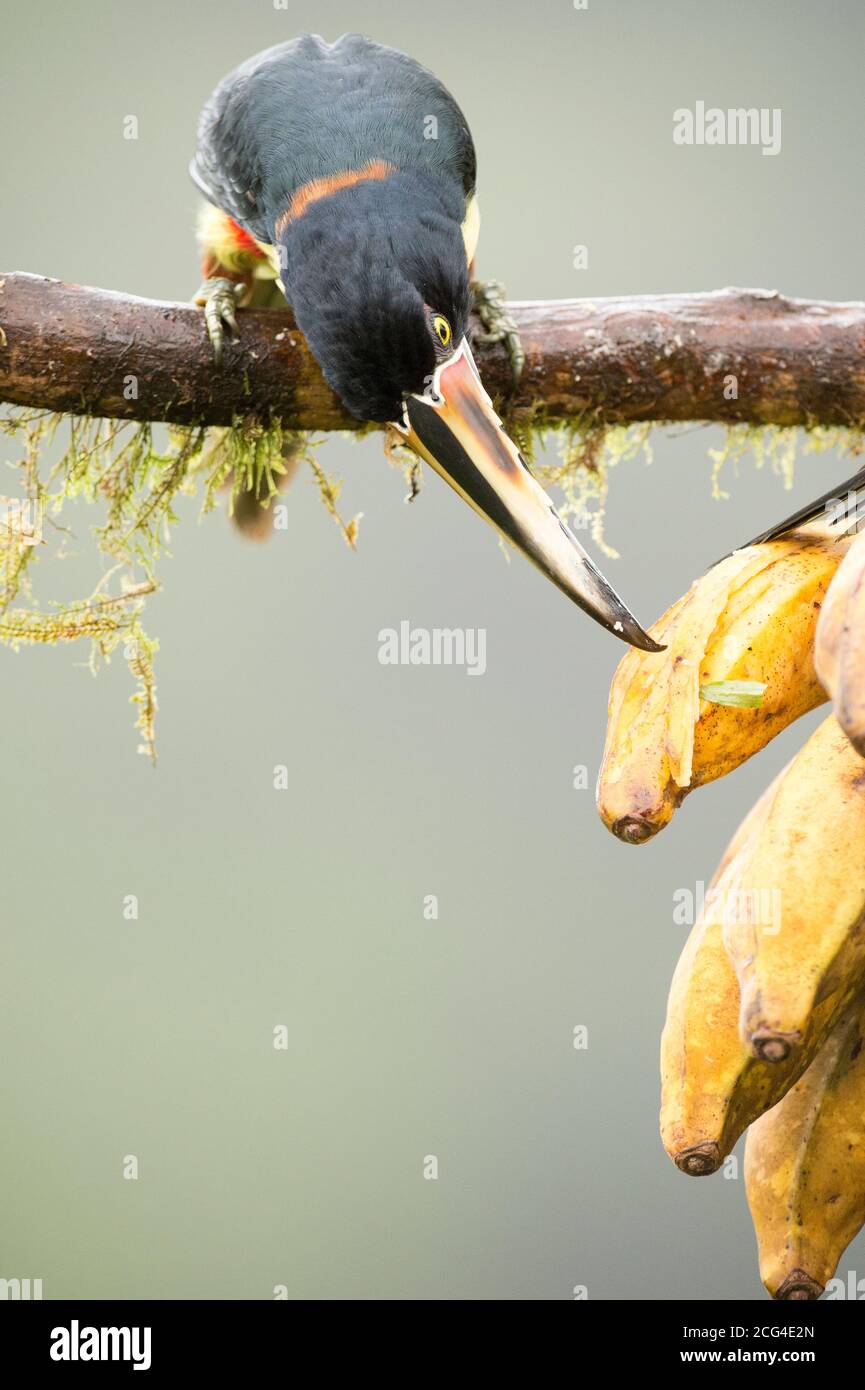Collaraed araçari (collared aracari) - Costa Rica Stock Photo - Alamy