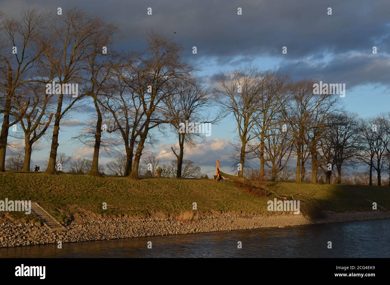 Overthrown tree hi-res stock photography and images - Alamy