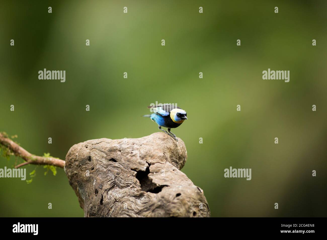Golden hooded tanager - Costa Rica Stock Photo - Alamy
