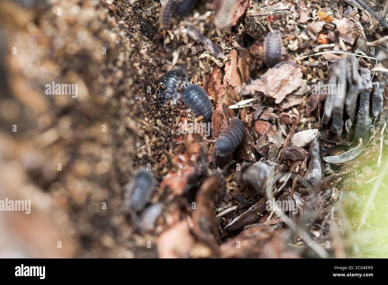 ISOPODA among dead and decaying plant and animal matter Stock Photo - Alamy