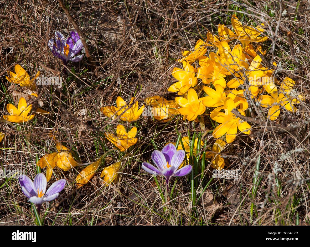 Garden crocus crocus crocus hi-res stock photography and images - Alamy