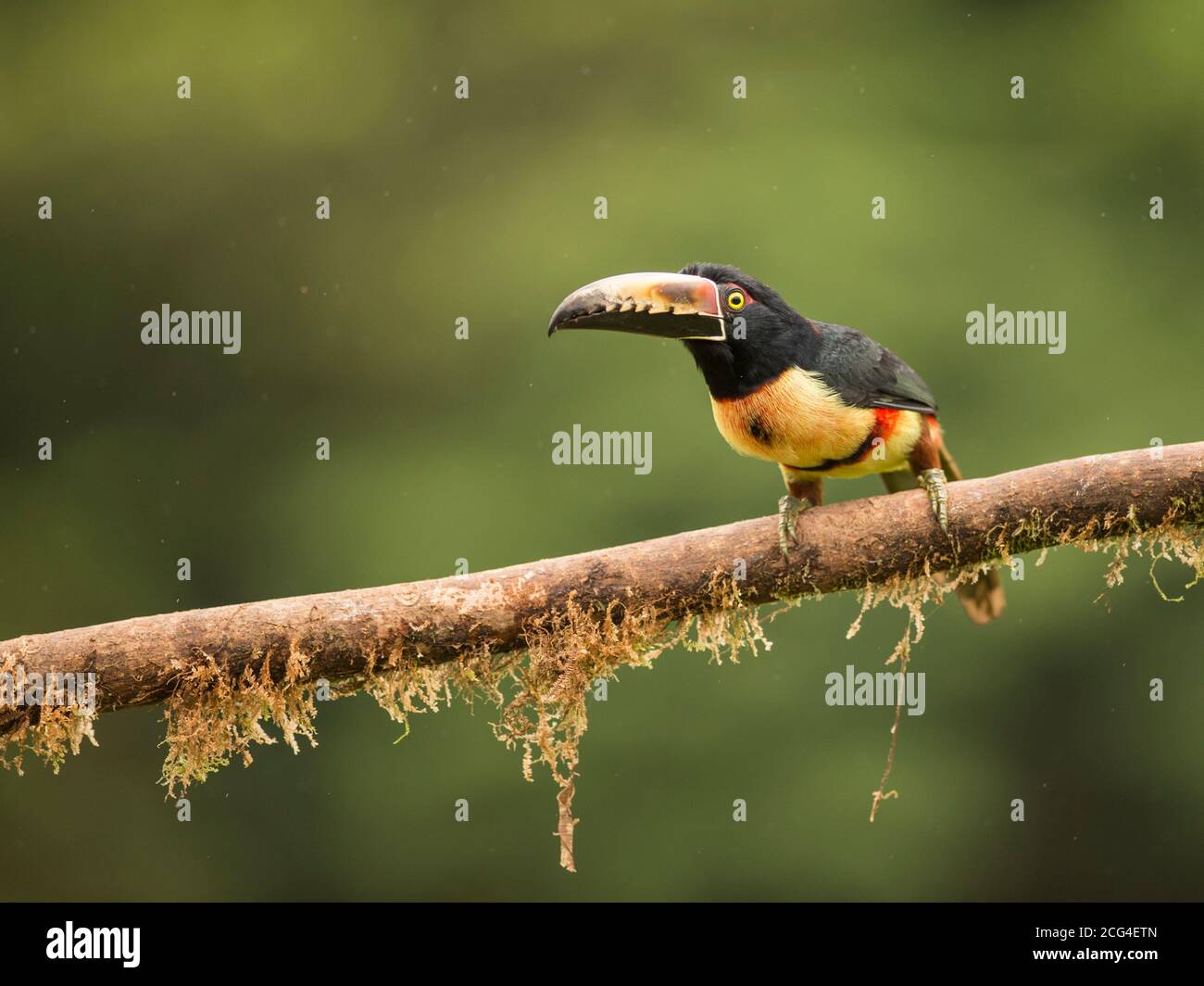 Collaraed araçari (collared aracari) - Costa Rica Stock Photo - Alamy