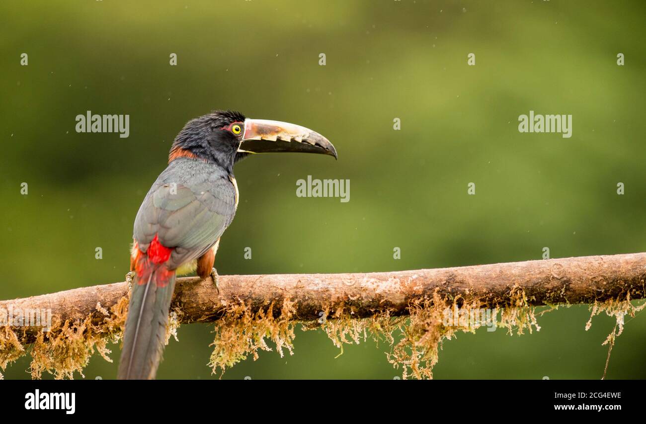 Collaraed araçari (collared aracari) - Costa Rica Stock Photo - Alamy