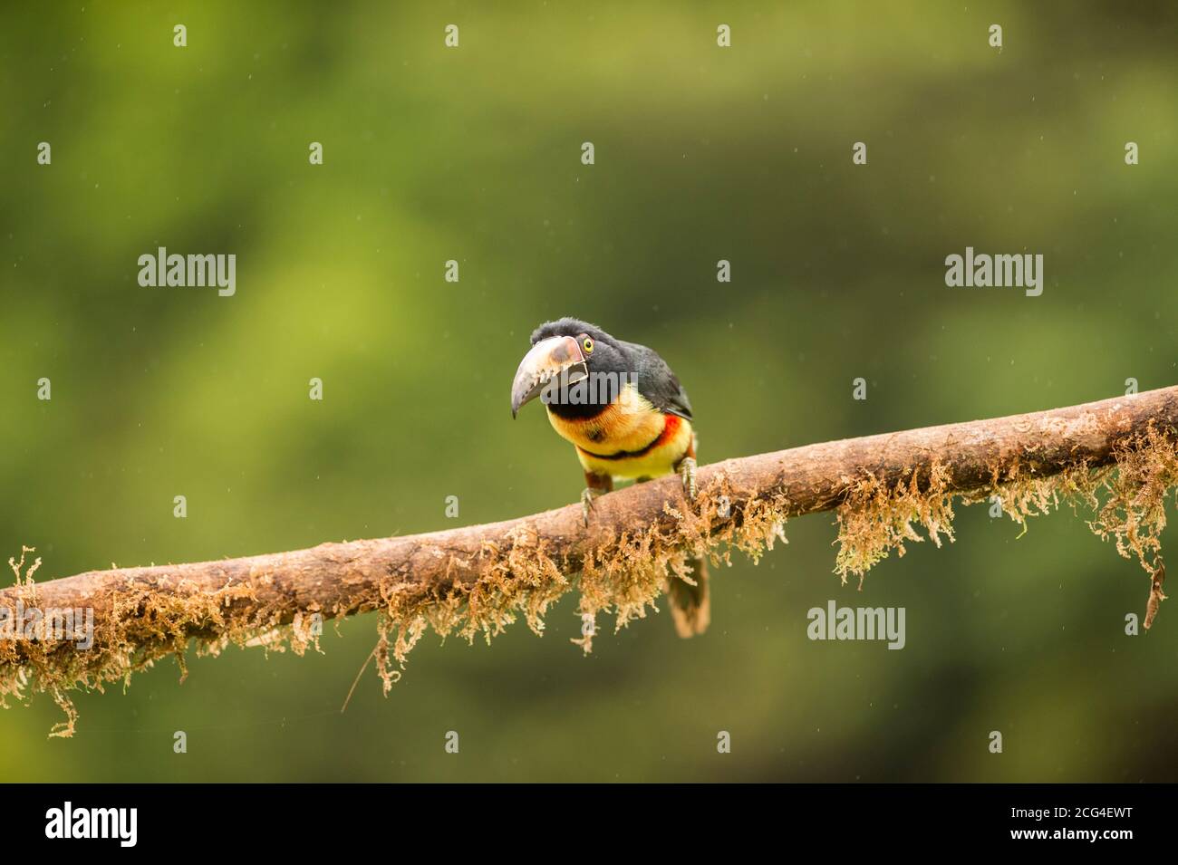 Collaraed araçari (collared aracari) - Costa Rica Stock Photo - Alamy