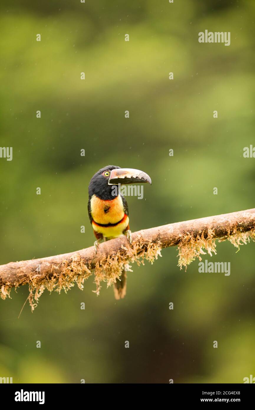 Collaraed araçari (collared aracari) - Costa Rica Stock Photo - Alamy
