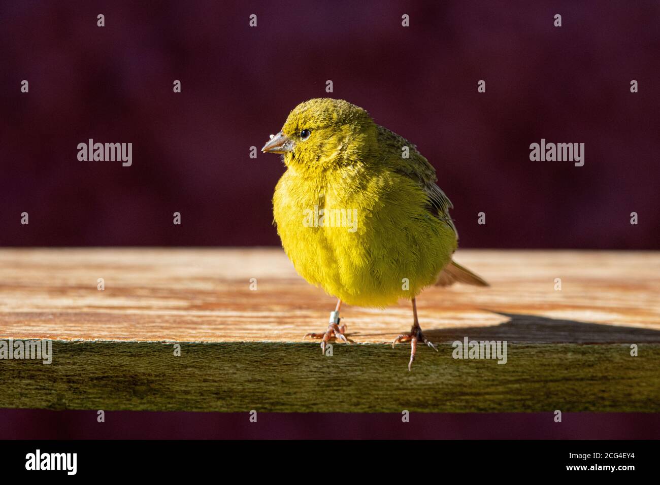 Ringed bright-rumped yellow finch Stock Photo - Alamy