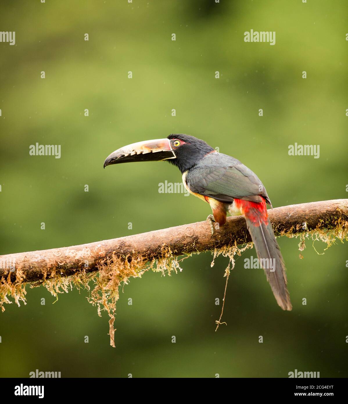 Collaraed araçari (collared aracari) - Costa Rica Stock Photo - Alamy