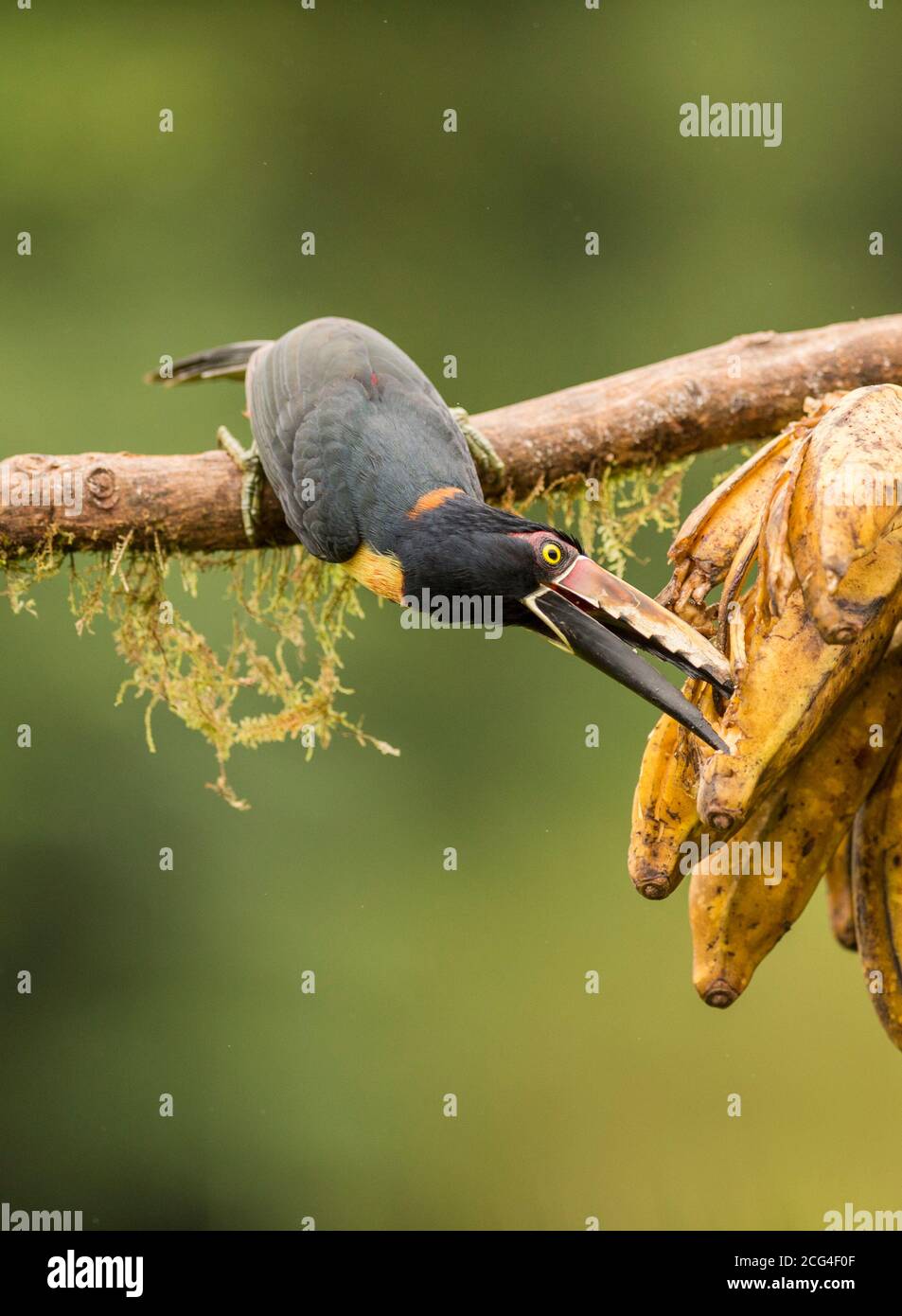 Collaraed araçari (collared aracari) - Costa Rica Stock Photo - Alamy