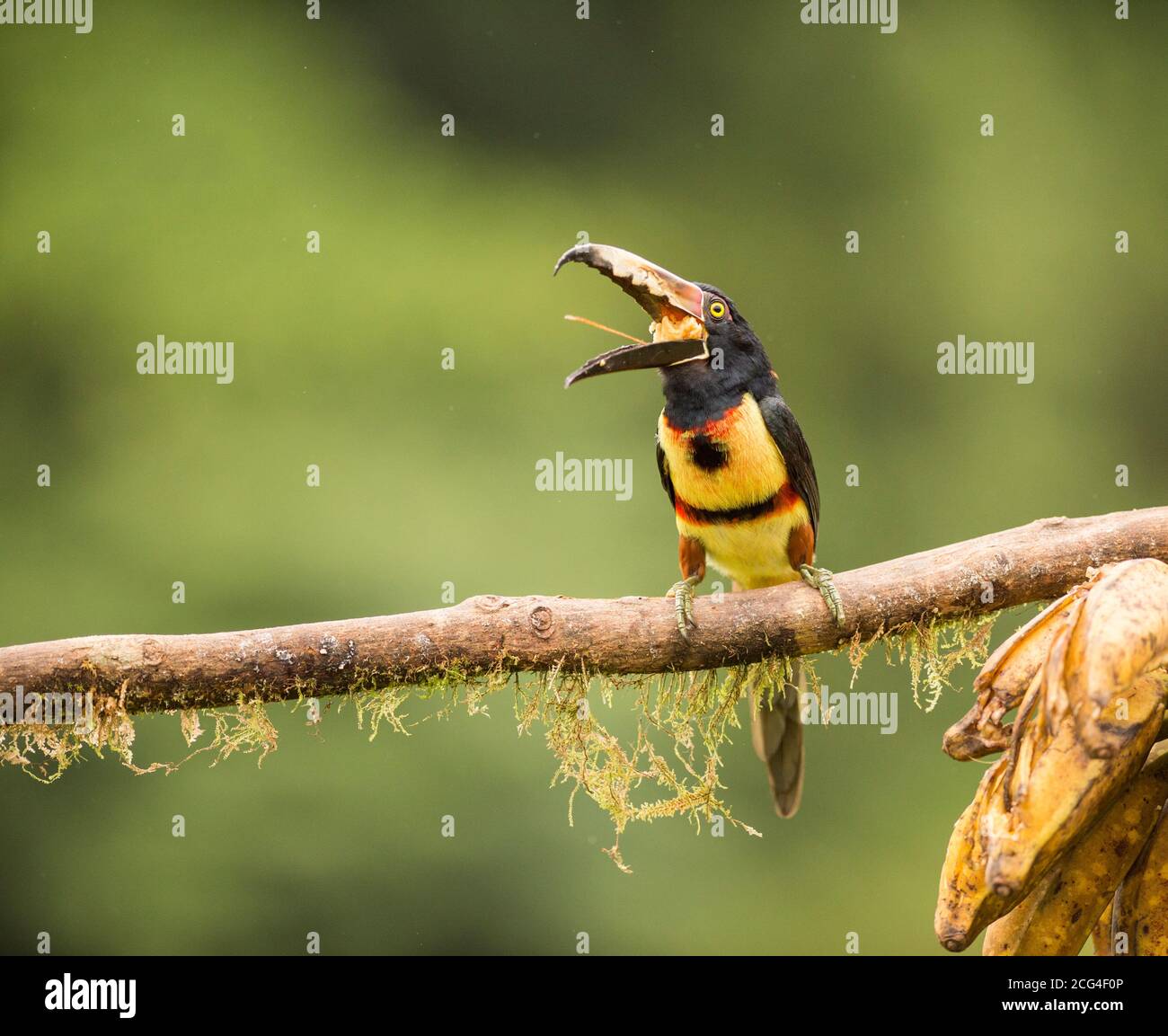Collaraed araçari (collared aracari) - Costa Rica Stock Photo - Alamy