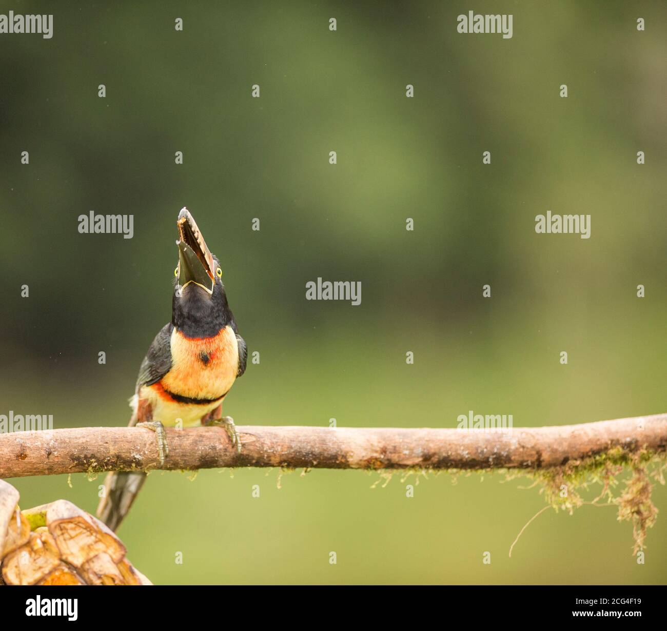 Collaraed araçari (collared aracari) - Costa Rica Stock Photo - Alamy
