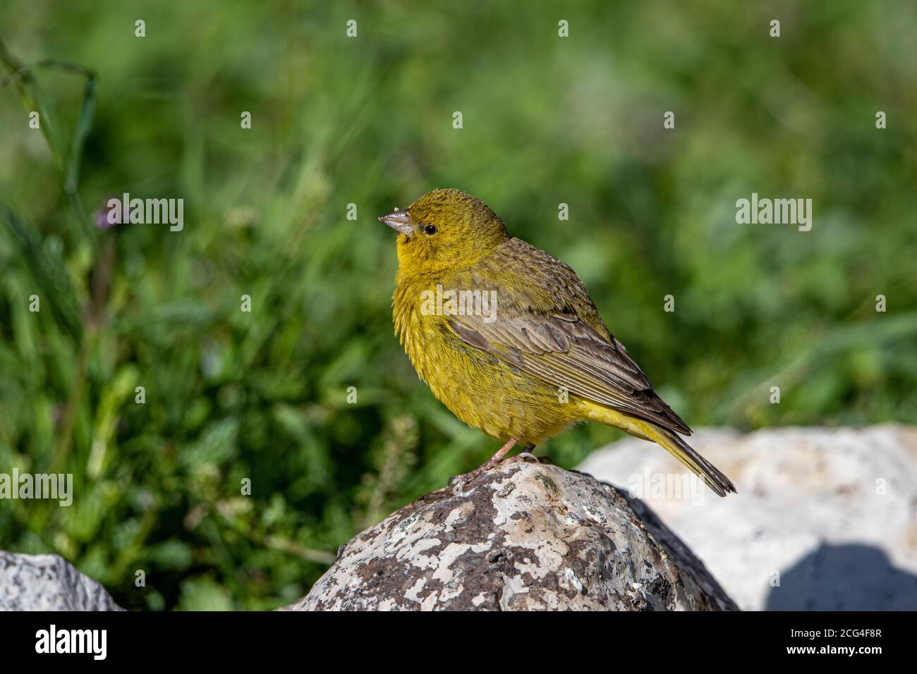 Yellow finch hi-res stock photography and images - Alamy