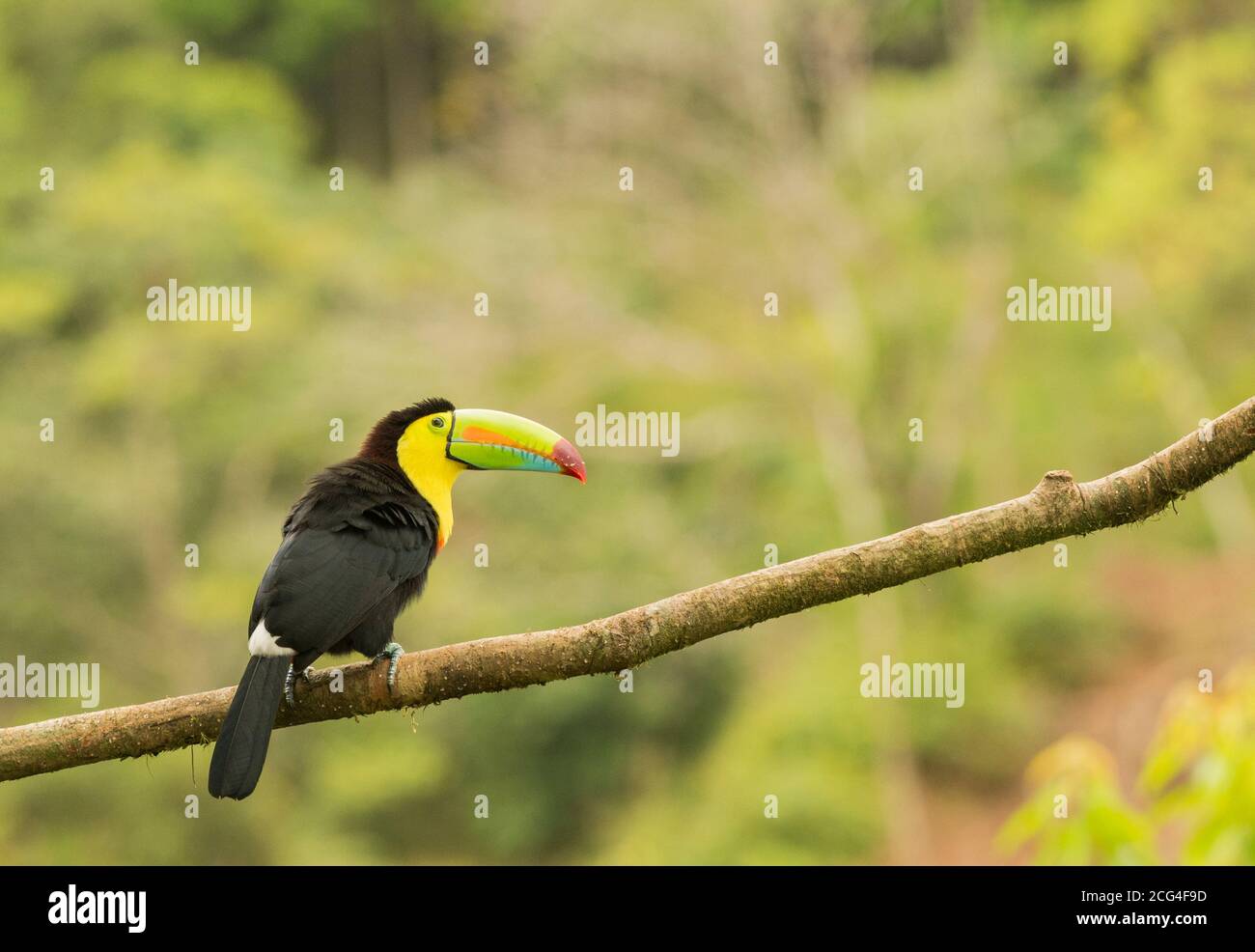 Keel-billed toucan - Costa Rica Stock Photo - Alamy