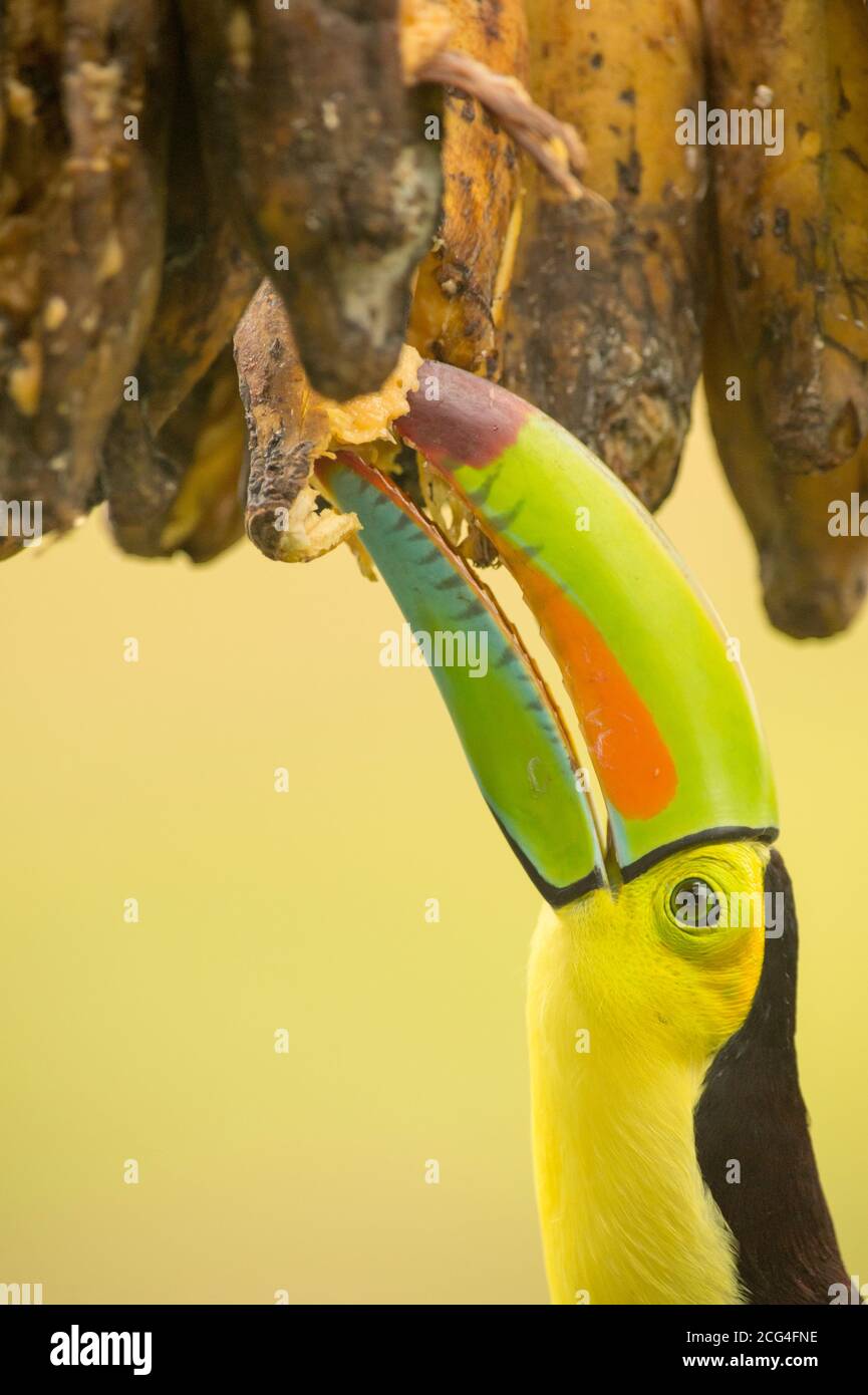 Toucan, eating, ramphastos sulfuratus hi-res stock photography and ...