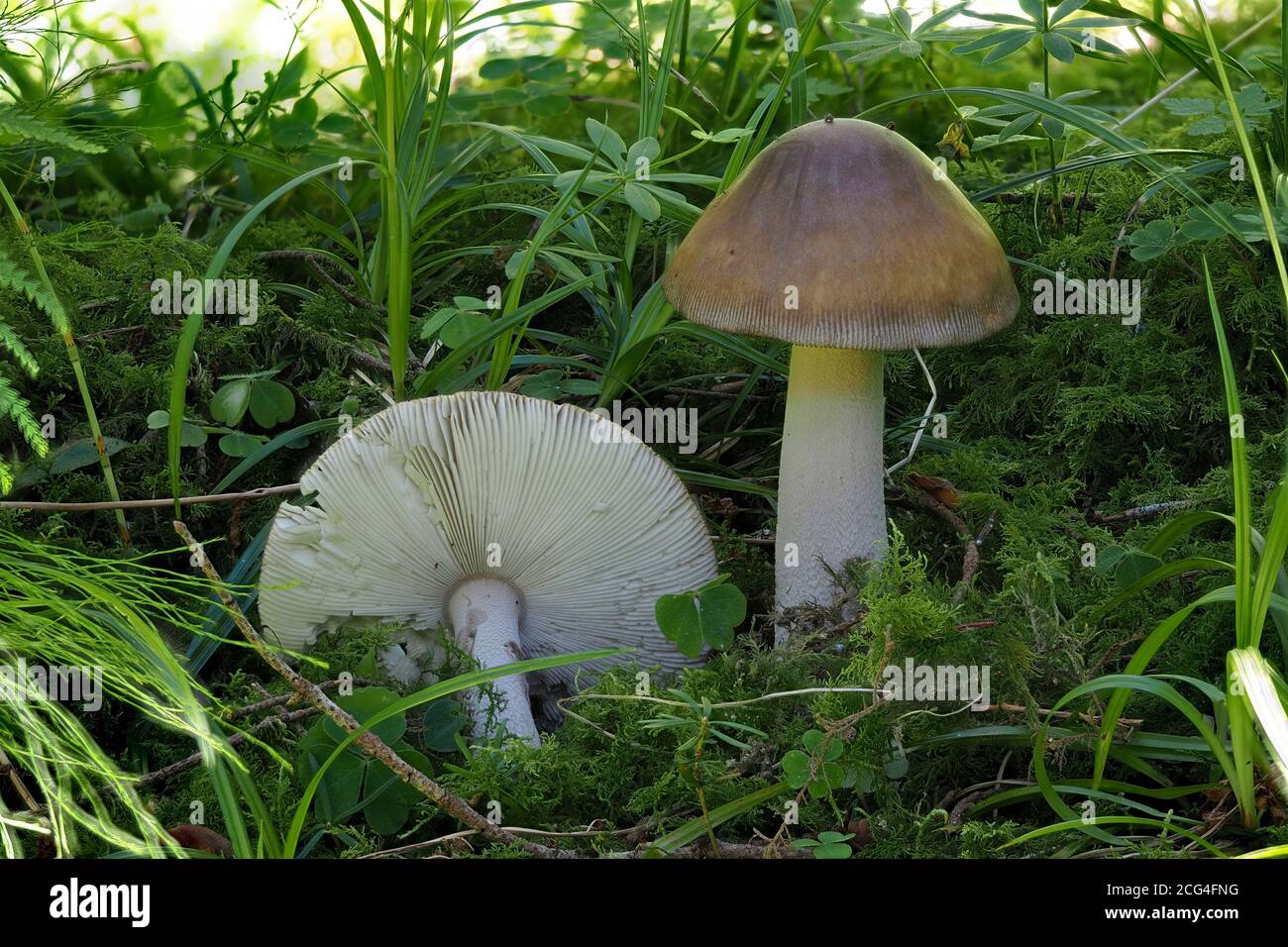 The Big Grisette (Amanita ceciliae) - edible Stock Photo - Alamy