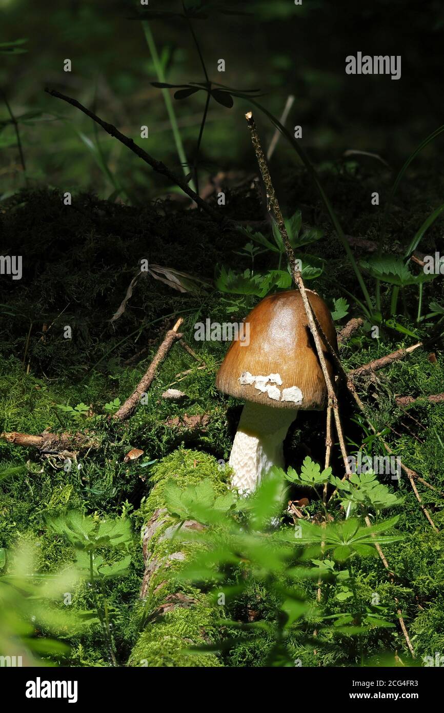 The Big Grisette (Amanita ceciliae) - edible Stock Photo - Alamy