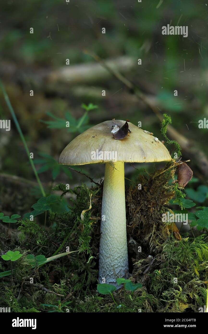 The Big Grisette (Amanita ceciliae) - edible Stock Photo - Alamy