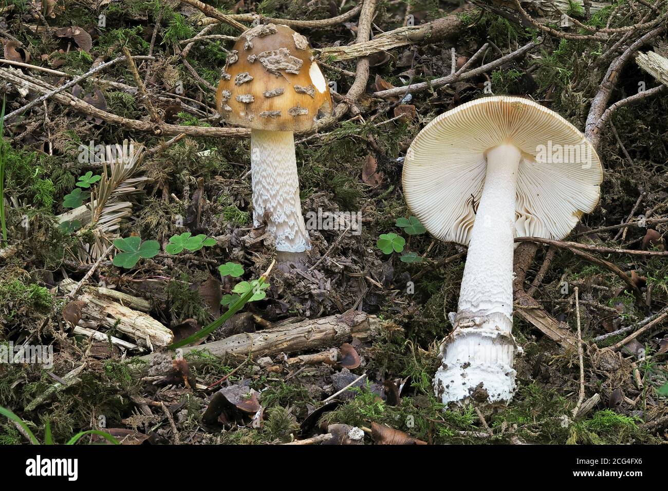 The Big Grisette (Amanita ceciliae) - edible Stock Photo - Alamy