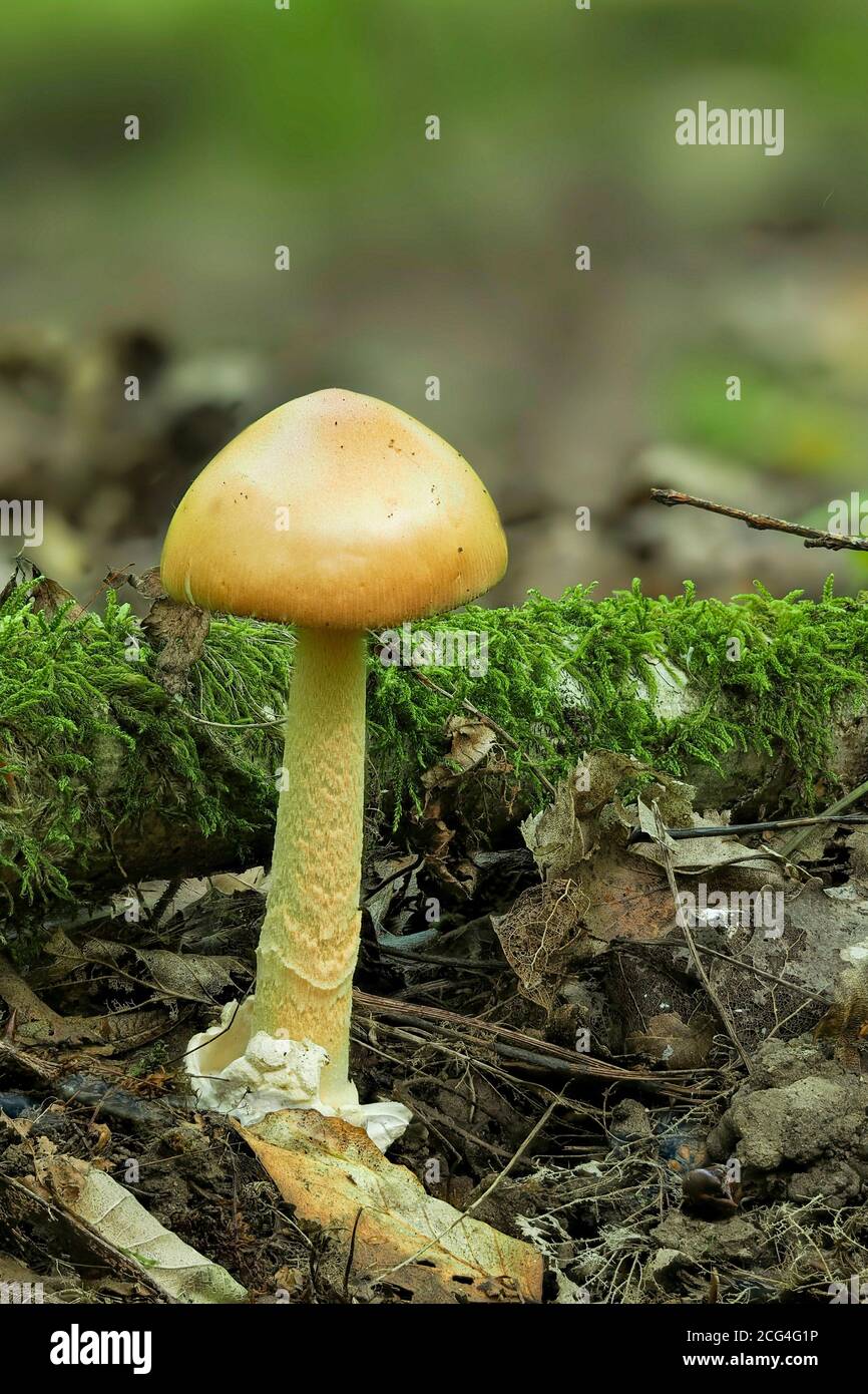 The Orange Grisette (Amanita cocea) - edible Stock Photo - Alamy