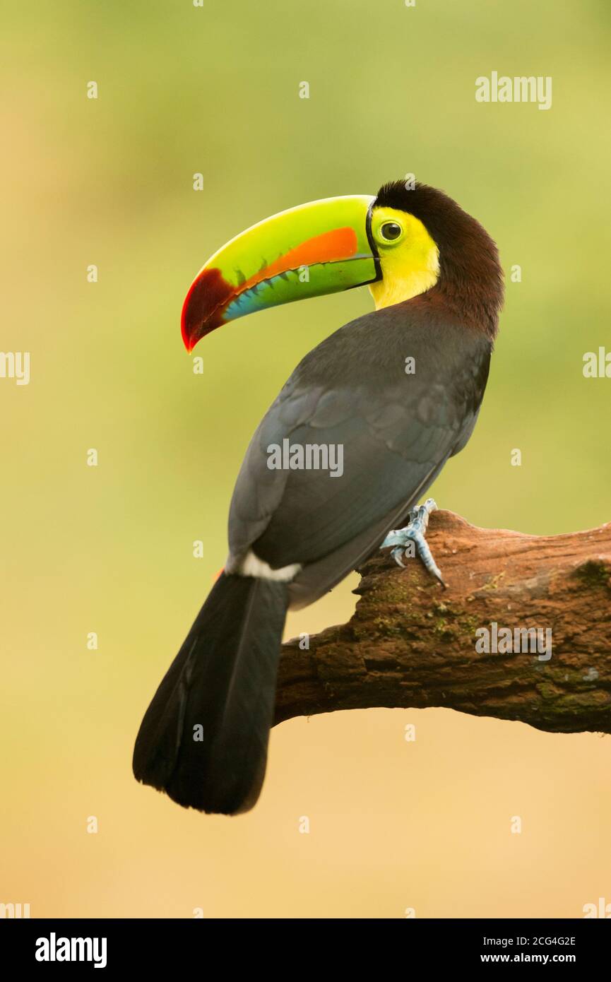 Keel-billed toucan - Costa Rica Stock Photo - Alamy