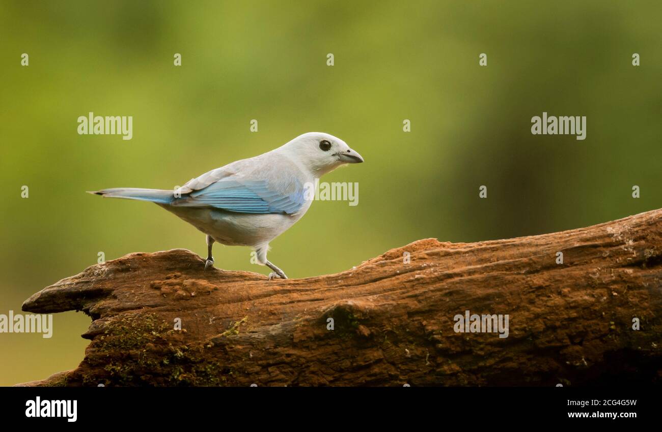 Blue-grey tanager - Costa Rica Stock Photo - Alamy