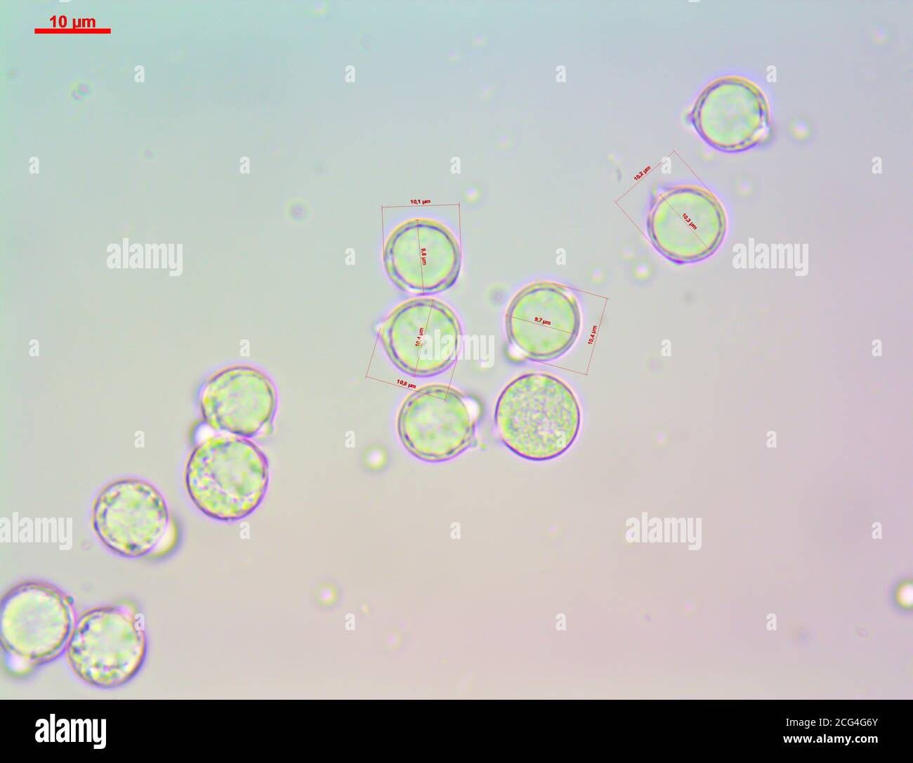 Spores of the Tawny Grisette (Amanita fulva) - edible Stock Photo - Alamy