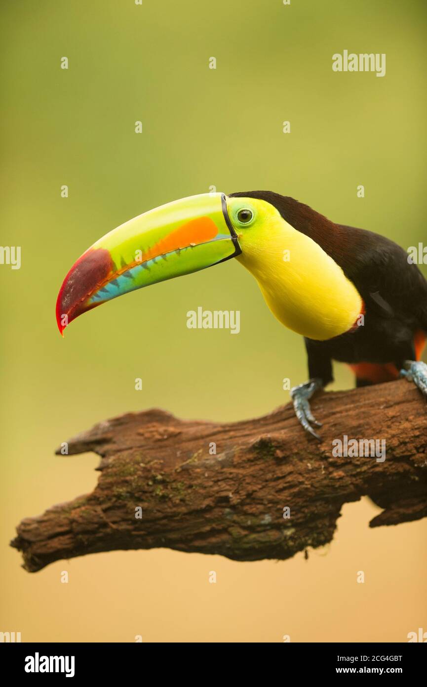 Keel-billed toucan - Costa Rica Stock Photo - Alamy
