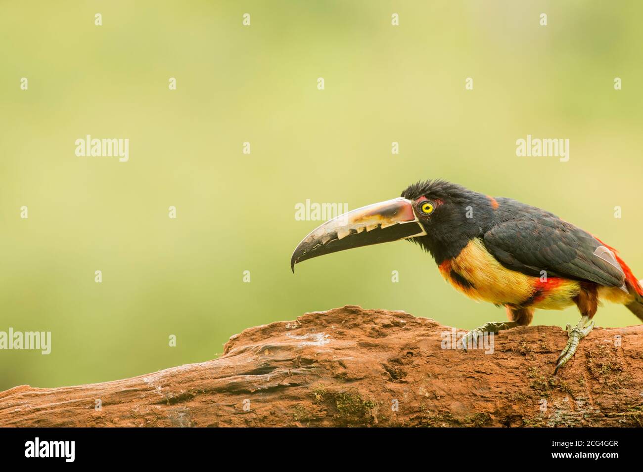 Collaraed araçari (collared aracari) - Costa Rica Stock Photo - Alamy