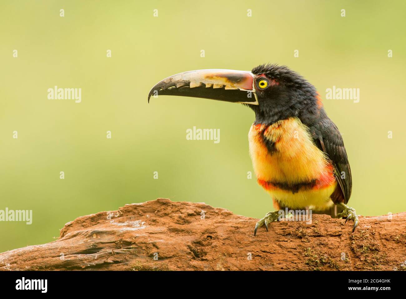 Collaraed araçari (collared aracari) - Costa Rica Stock Photo - Alamy