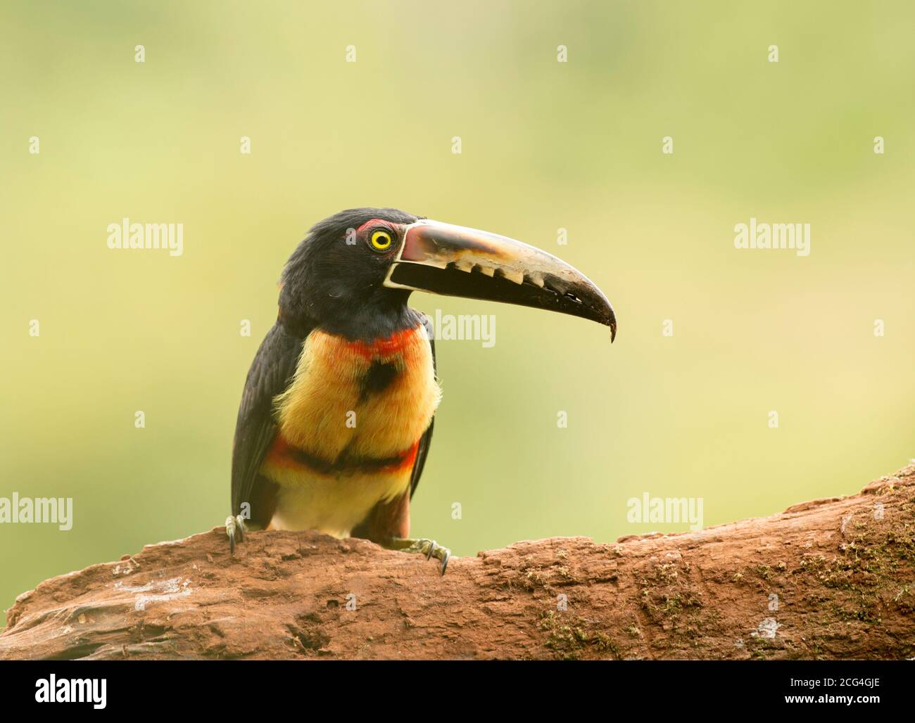 Collaraed araçari (collared aracari) - Costa Rica Stock Photo - Alamy