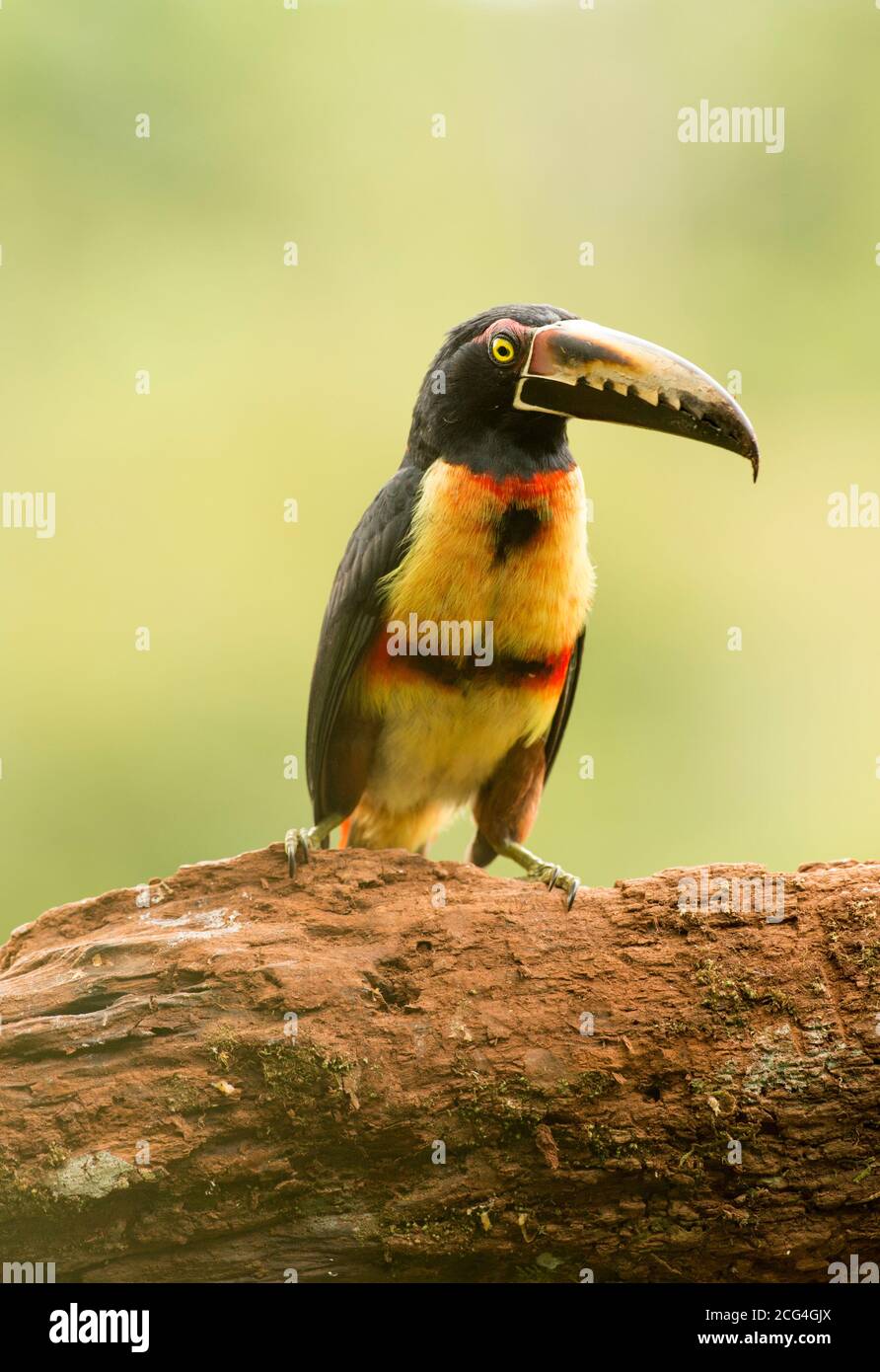 Collaraed araçari (collared aracari) - Costa Rica Stock Photo - Alamy