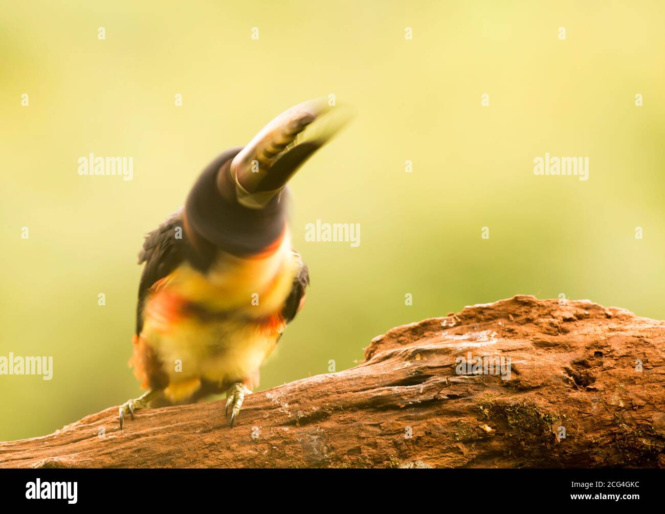 Collaraed araçari (collared aracari) - Costa Rica Stock Photo - Alamy