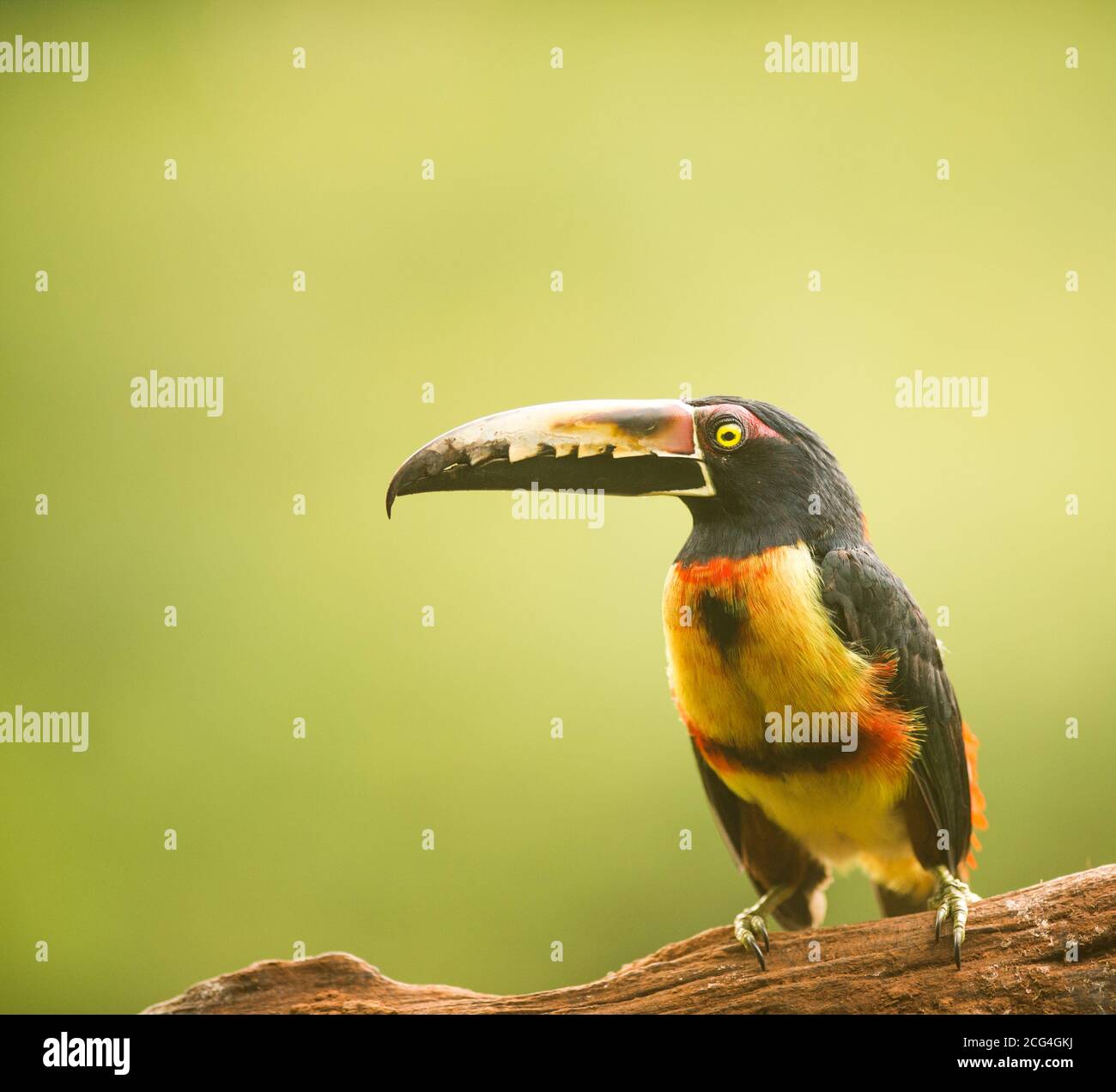 Collaraed araçari (collared aracari) - Costa Rica Stock Photo - Alamy