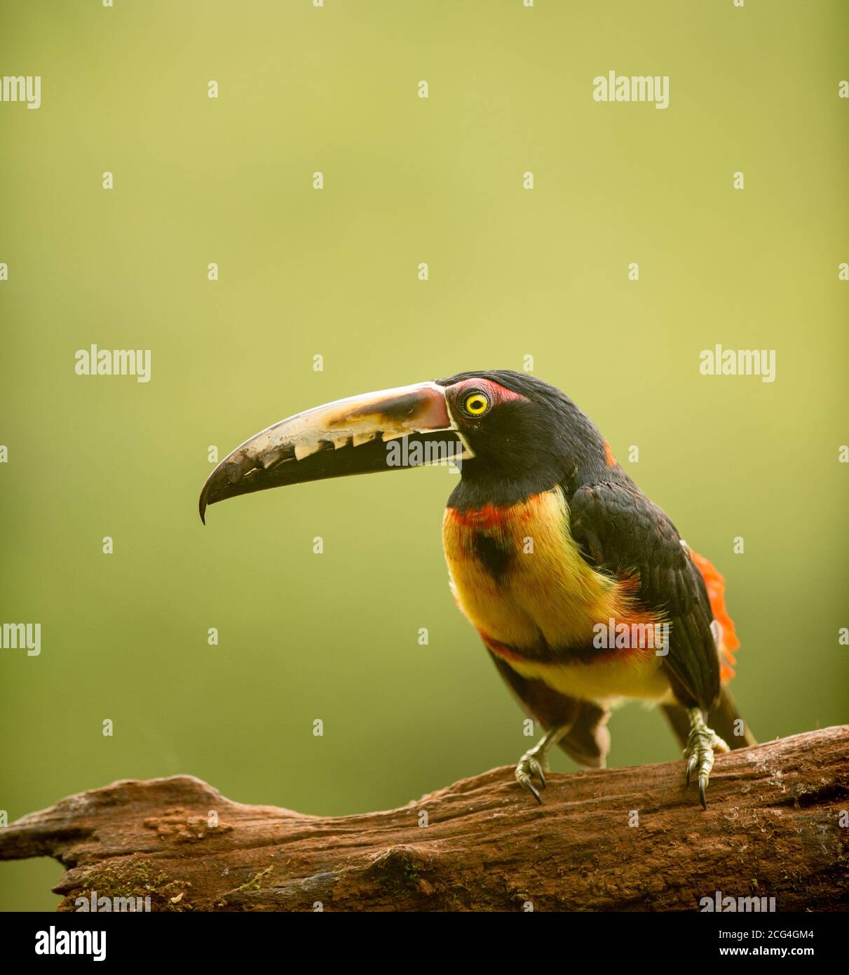 Collaraed araçari (collared aracari) - Costa Rica Stock Photo - Alamy