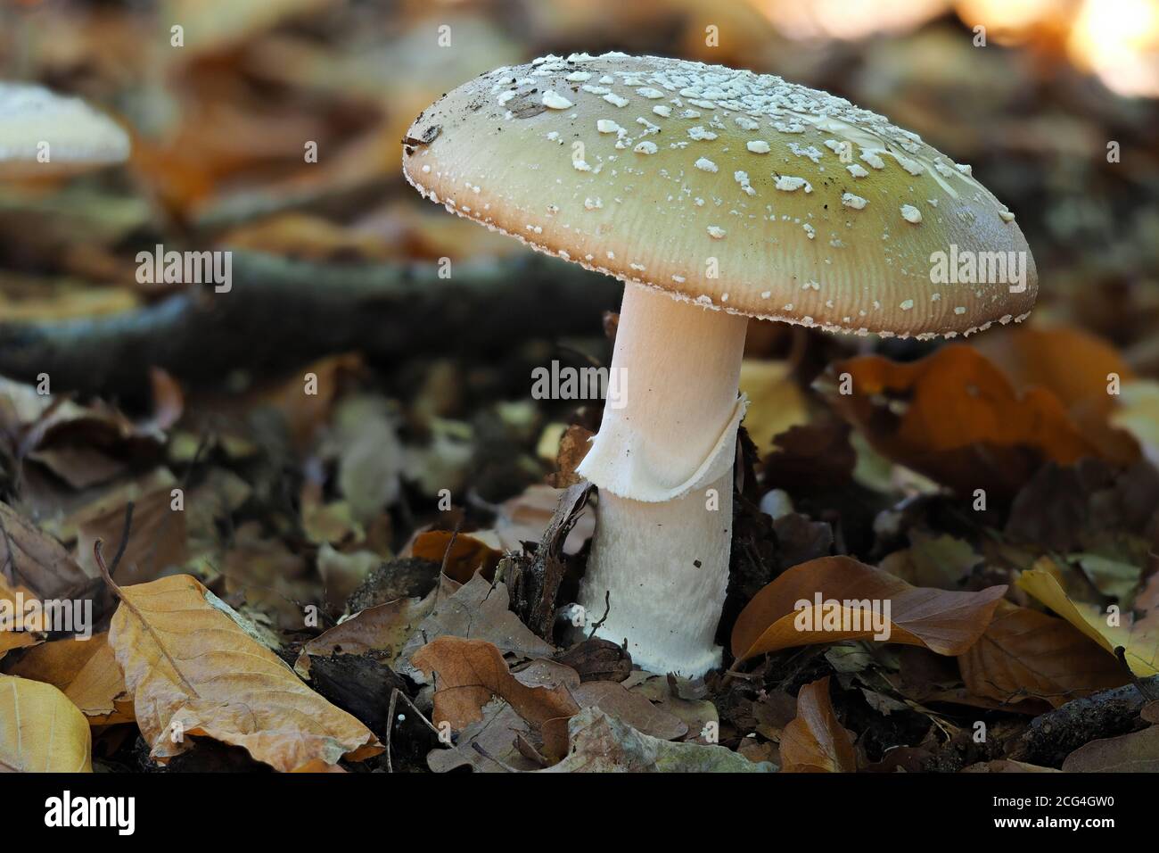 The Panther Cap (Amanita pantherina) - poisonous Stock Photo - Alamy