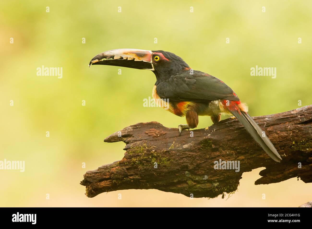 Collaraed araçari (collared aracari) - Costa Rica Stock Photo - Alamy