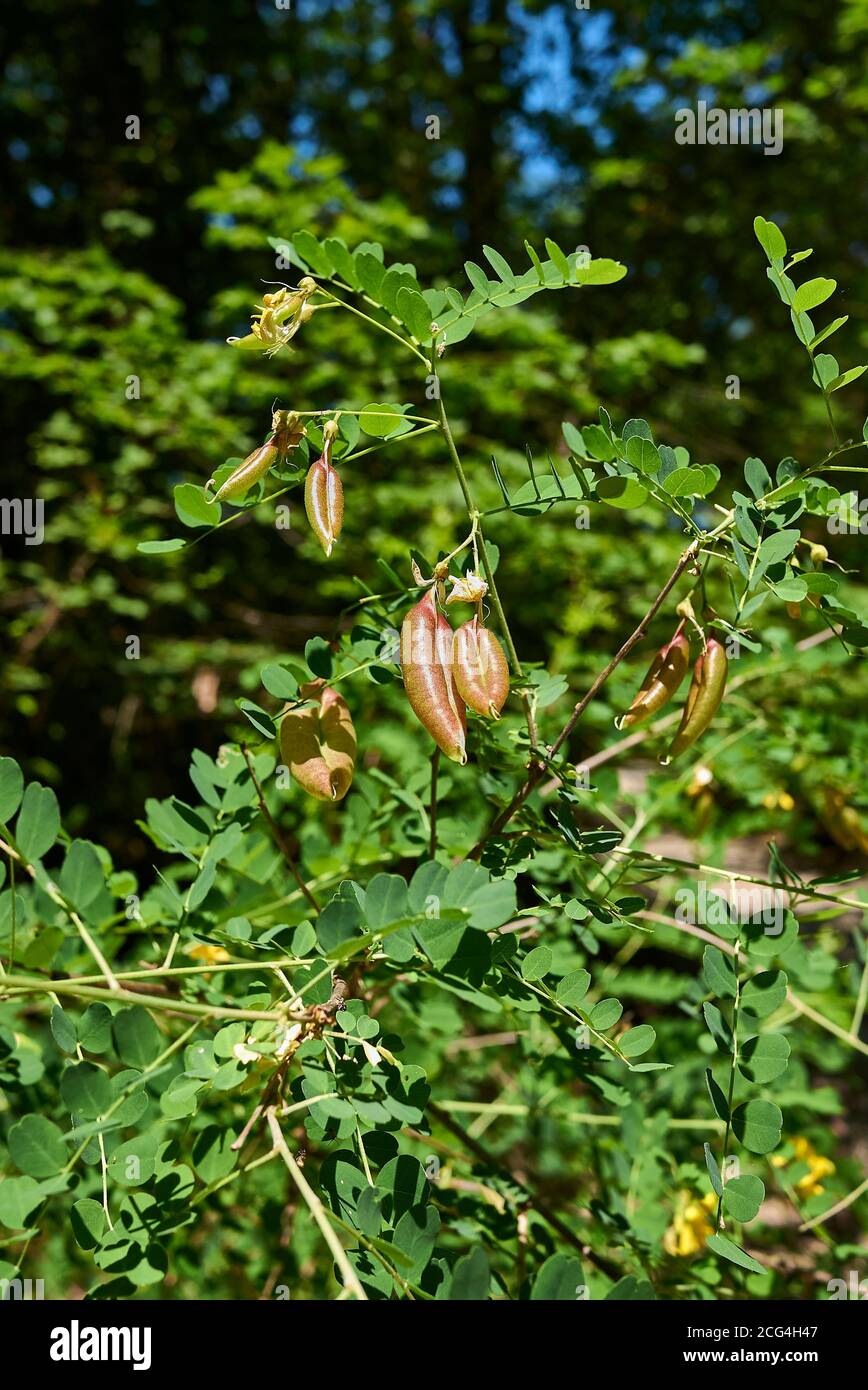 Colutea arborescens hi-res stock photography and images - Alamy