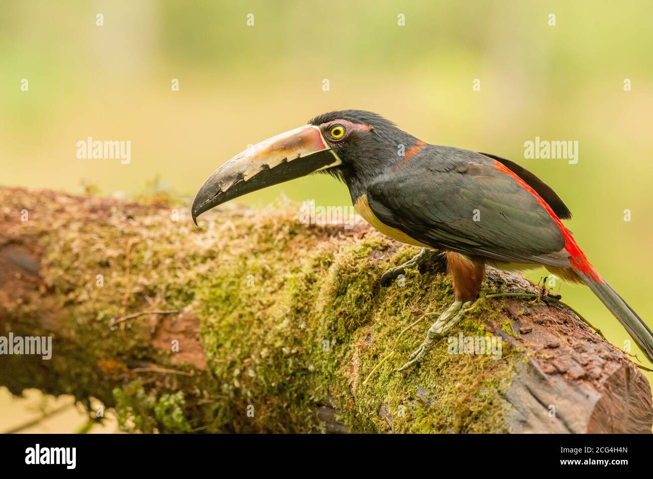 Collaraed araçari (collared aracari) - Costa Rica Stock Photo - Alamy