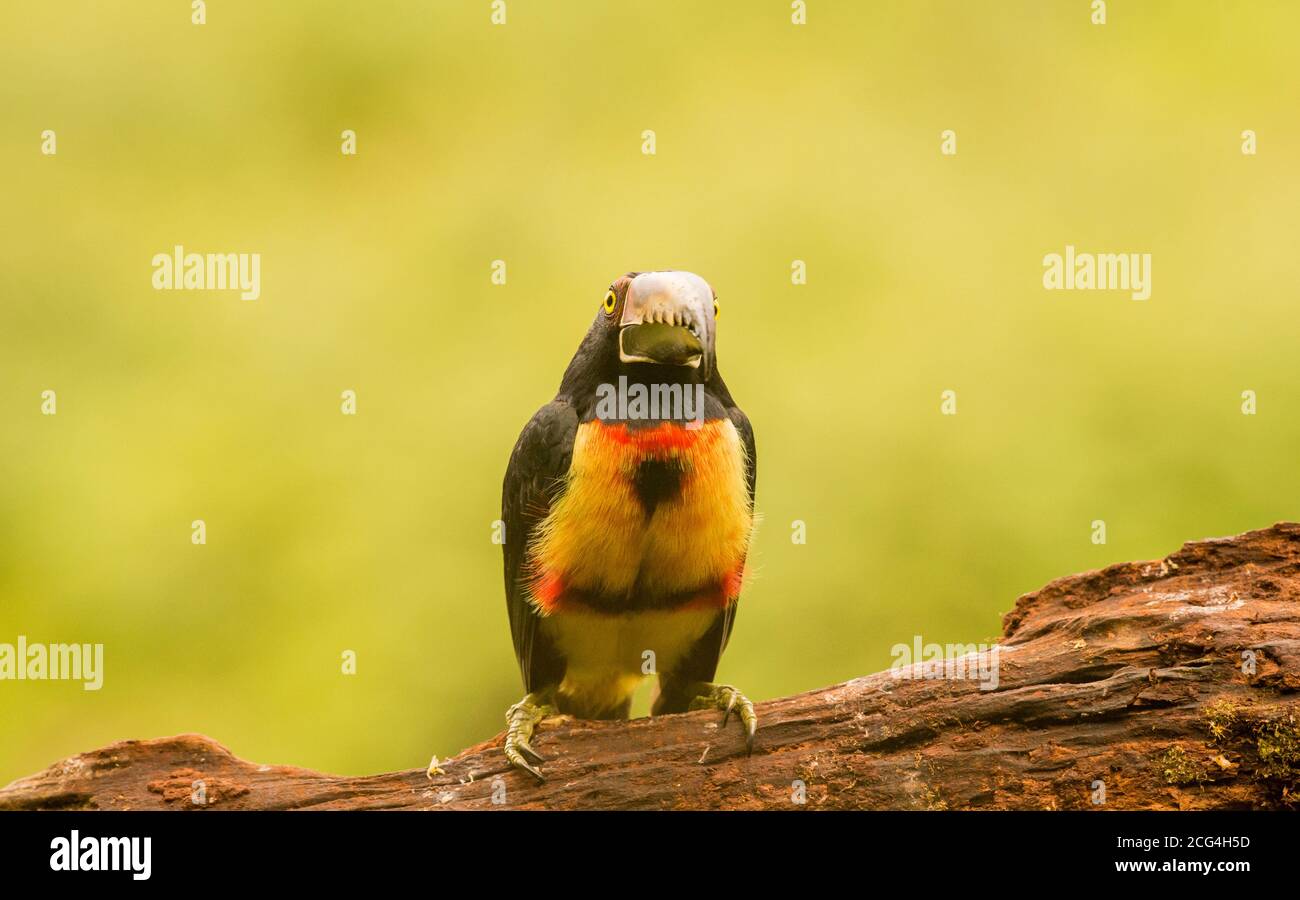 Collaraed araçari (collared aracari) - Costa Rica Stock Photo - Alamy