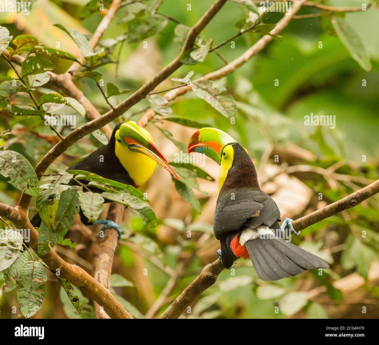 Keel-billed toucans - Costa Rica Stock Photo - Alamy