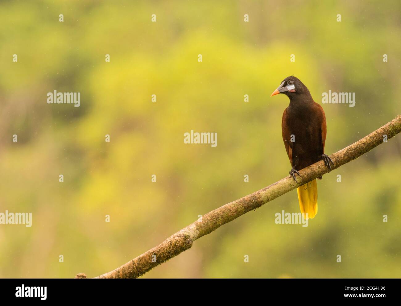 Montezuma oropendola - Costa Rica Stock Photo - Alamy