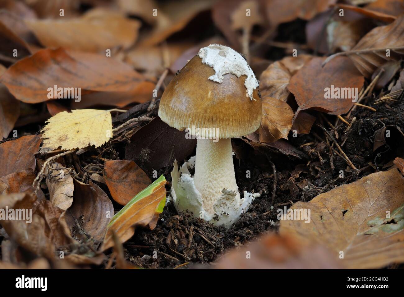 The Grisette (Amanita submembranacea s.l.) - edible Stock Photo - Alamy