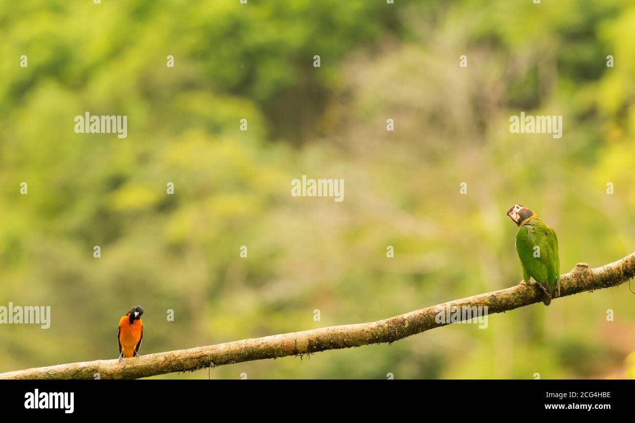Brown oriole hi-res stock photography and images - Alamy